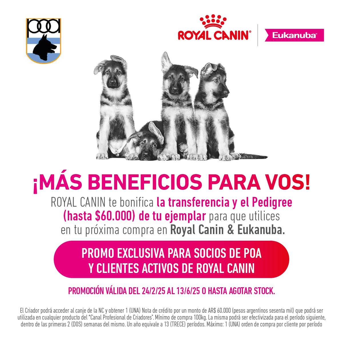 Club Argentino de Criadores del Perro Ovejero Alemán
